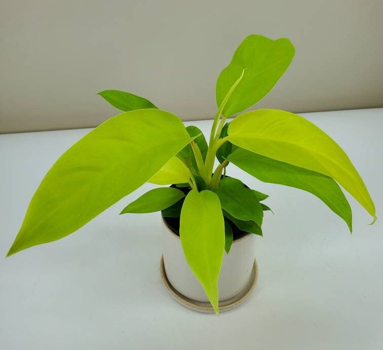 Philodendron Golden Goddess 4in Pot Home & Living Plants etna.com.pe