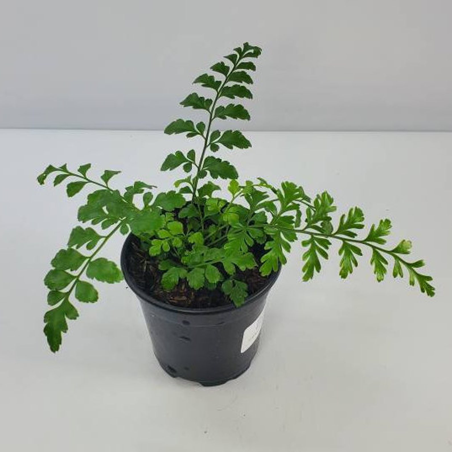 Austral Gem Fern Asplenium Hybrid Live House Plant Live | Etsy