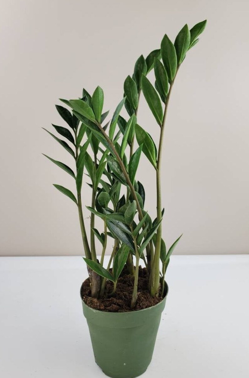 Dwarf ZZ Plant Zamioculcas zamiifolia 'Dwarf' Zee | Etsy