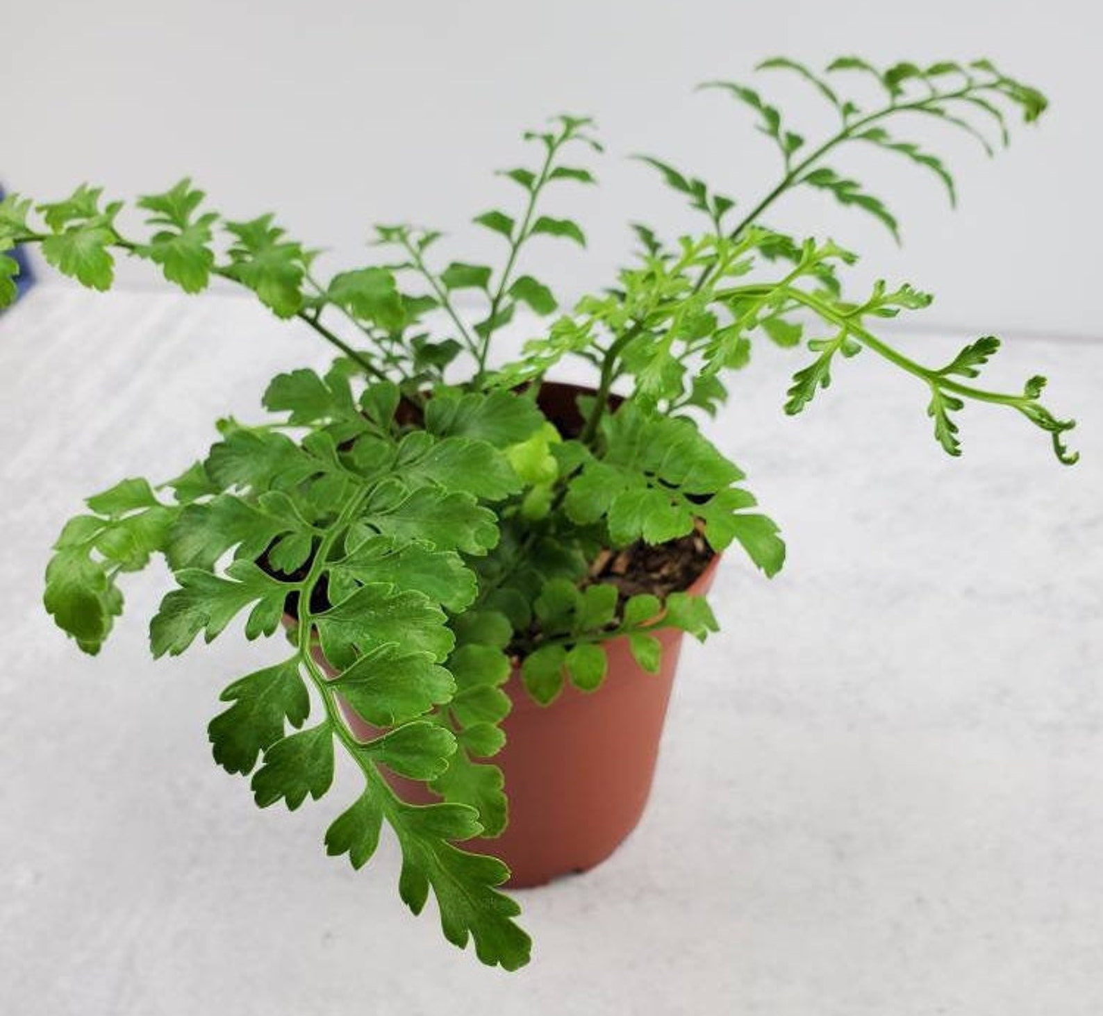 Austral Gem Fern Asplenium Hybrid Live House Plant Live | Etsy