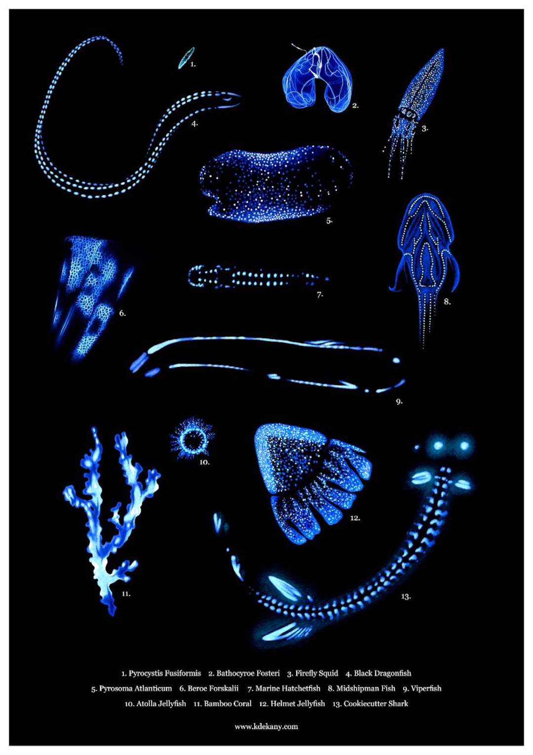 Deep Sea Bioluminescence Glowing Creatures Fine Art Print Poster Ocean ...