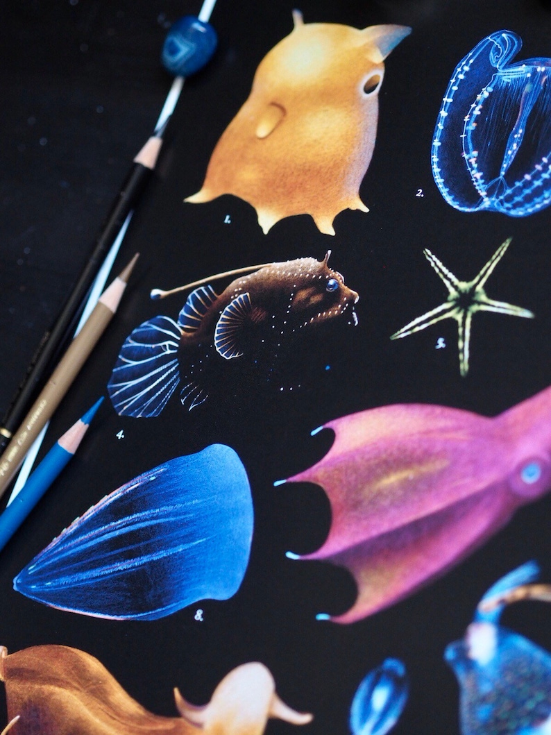 Deep Sea Creatures Poster Extra Heavyweight Matte Print A3 | Etsy