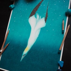 The Diving Gannet Fine Art Print Extra Heavyweight Matte A3 Seabird ...