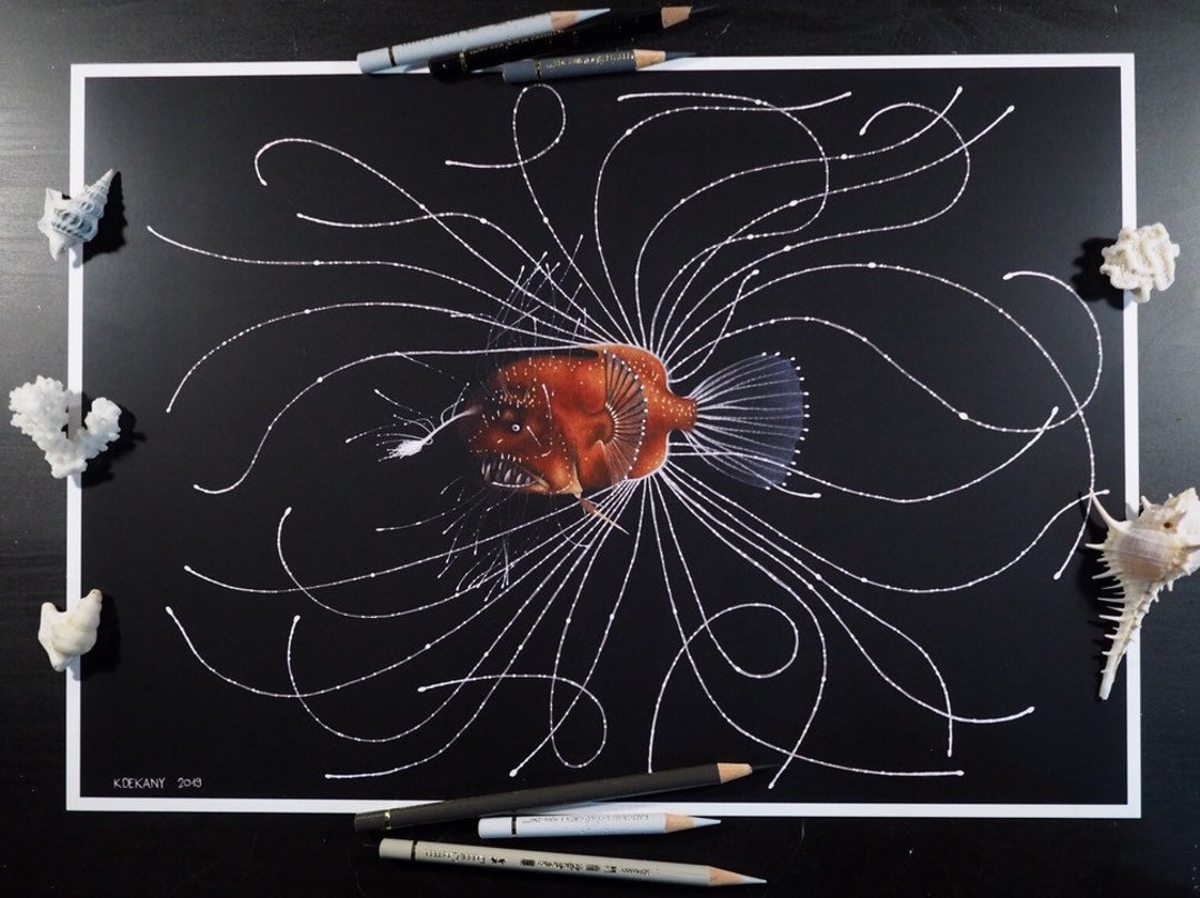 Deep Sea Anglerfish Life Size Illustration Fine Art Print - Etsy