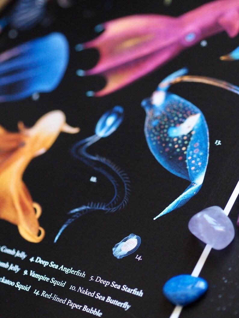 Deep Sea Creatures Poster Extra Heavyweight Matte Print A3 | Etsy