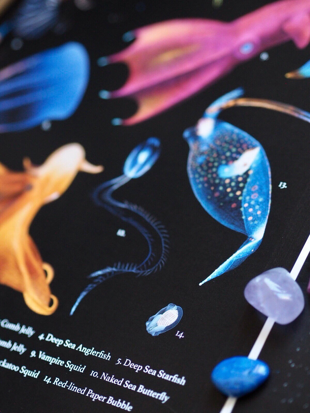 Deep Sea Creatures Poster Extra Heavyweight Matte Print A3 - Etsy