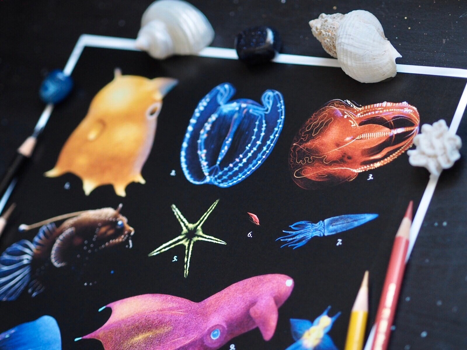 Deep Sea Creatures Poster Extra Heavyweight Matte Print A3 - Etsy