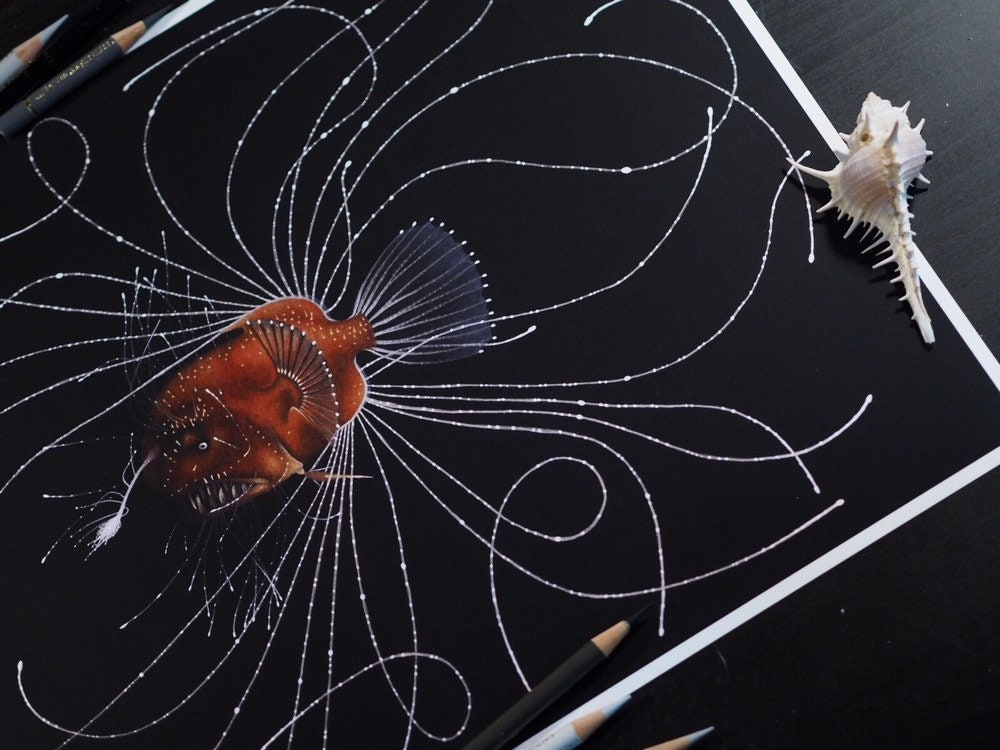 Deep Sea Anglerfish Life Size Illustration Fine Art Print - Etsy