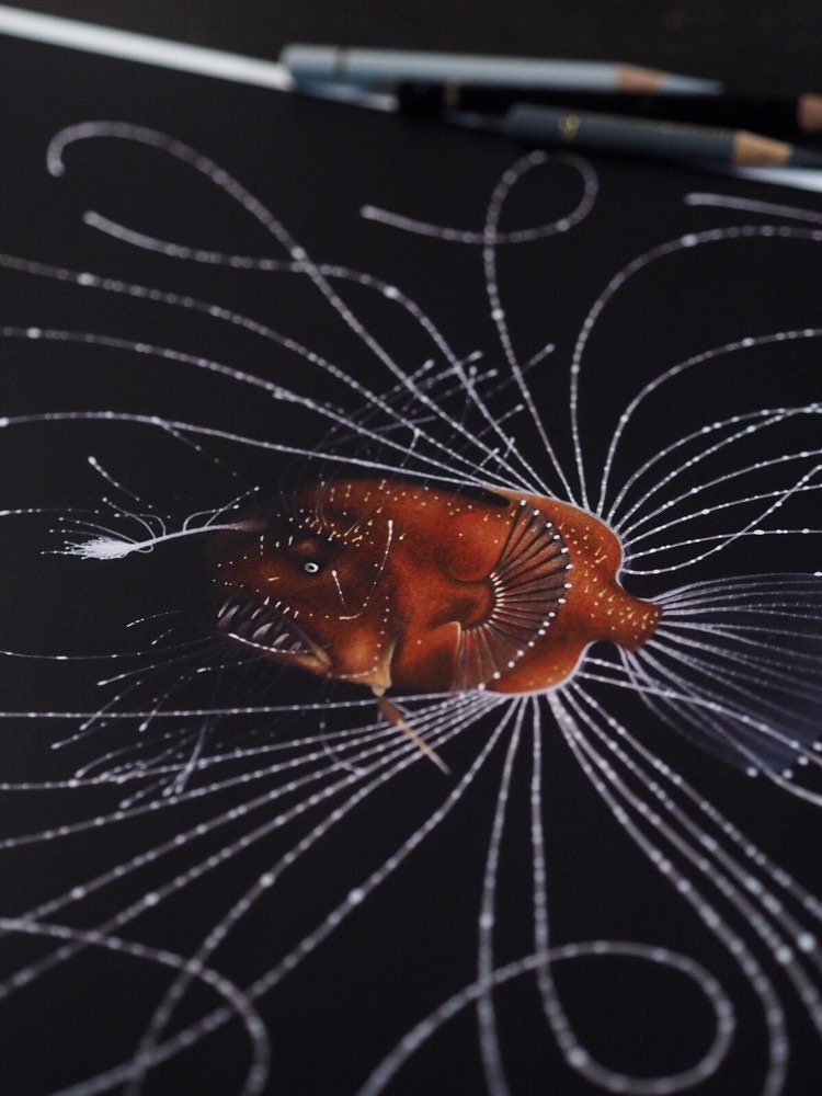 Deep Sea Anglerfish Life Size Illustration Fine Art Print - Etsy