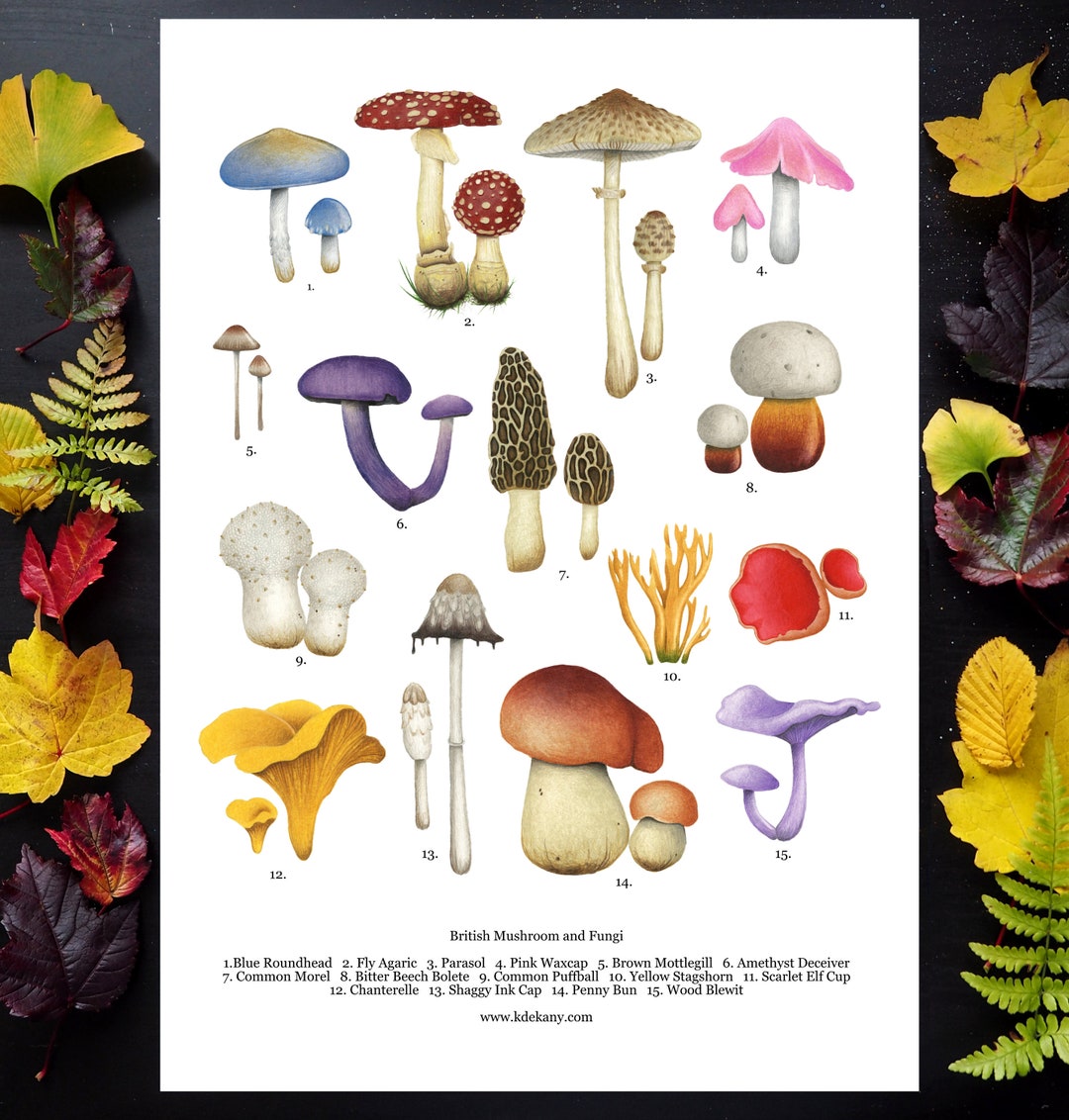 British Mushroom and Fungi Poster Nature Lover Autumn Home - Etsy