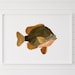 Bluegill Print Bluegill Wall Art Watercolor Bluegill - Etsy UK