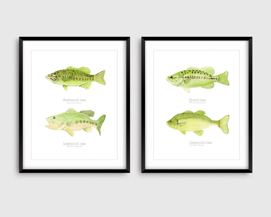 Watercolor Bass Print, Bass Fish Art, Set of 2 Fish Wall Decor, Bass ...
