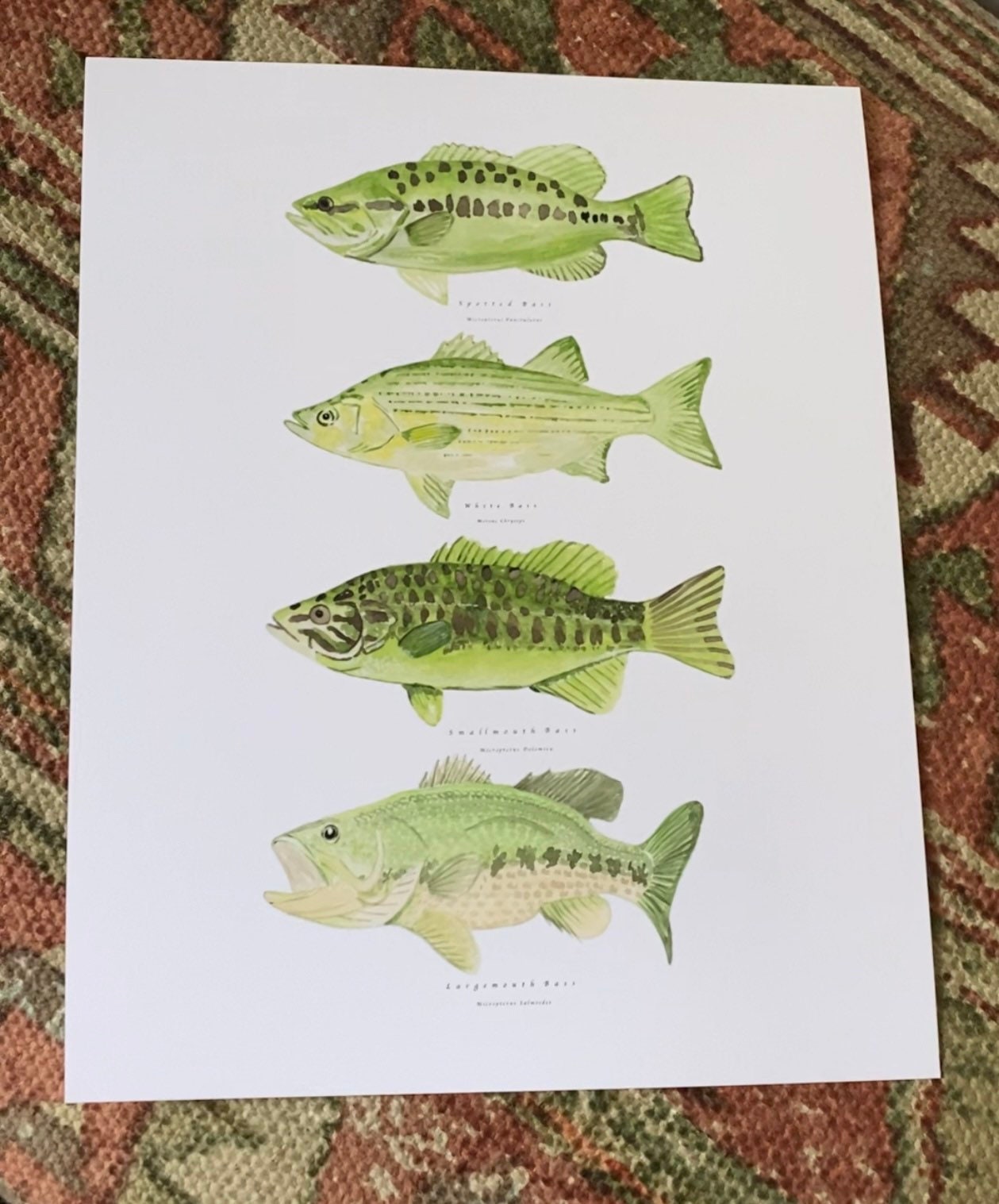 Watercolor Bass Print Bass Watercolor Prints Largemouth - Etsy