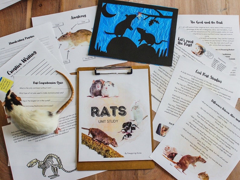 Rats Unit Study - Etsy