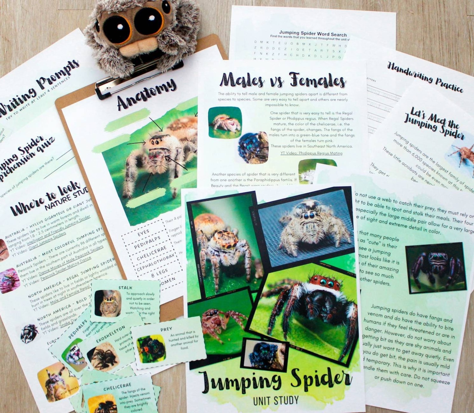 Jumping Spiders Unit Study - Etsy