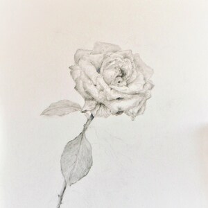 Original Handmade Rose Illustration, Graphite Wall Art Drawing - Etsy