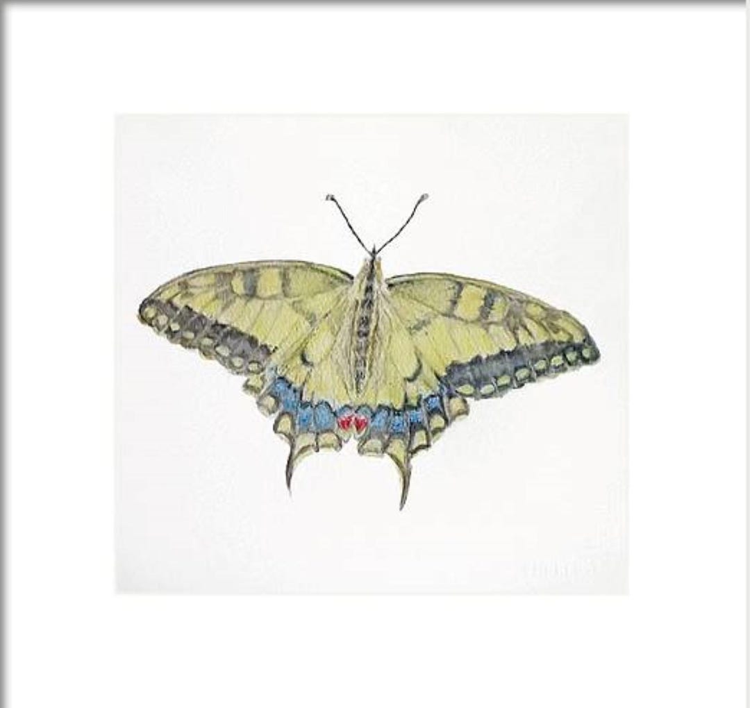 Original Yellow Swallowtail Butterfly Painting, Watercolor Insect Art ...