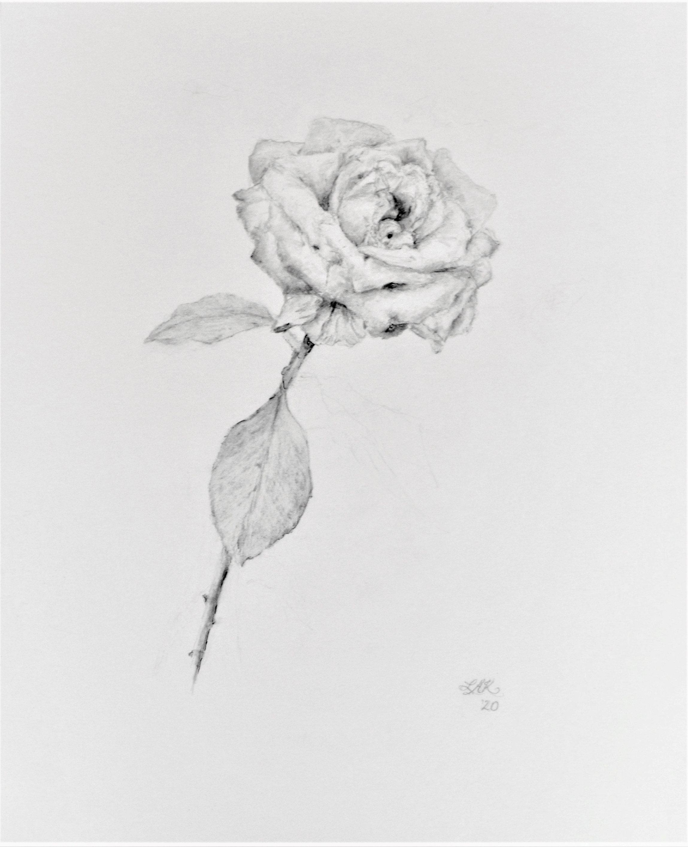 Original Handmade Rose Illustration, Graphite Wall Art Drawing - Etsy