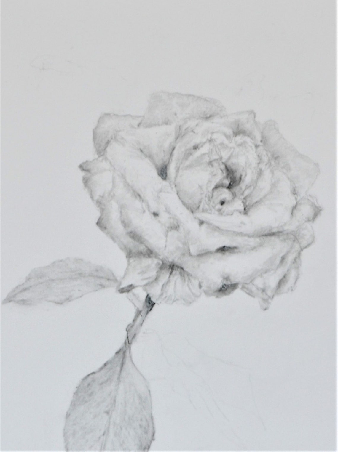 Original Handmade Rose Illustration, Graphite Wall Art Drawing - Etsy