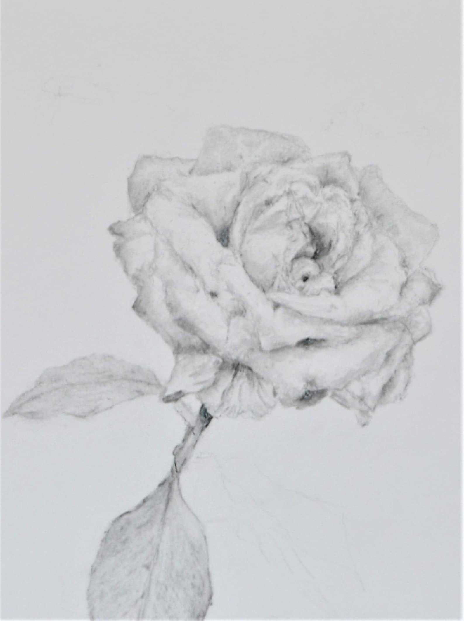 Original Handmade Rose Illustration Graphite Wall Art Drawing - Etsy ...
