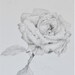 Original Handmade Rose Illustration, Graphite Wall Art Drawing - Etsy