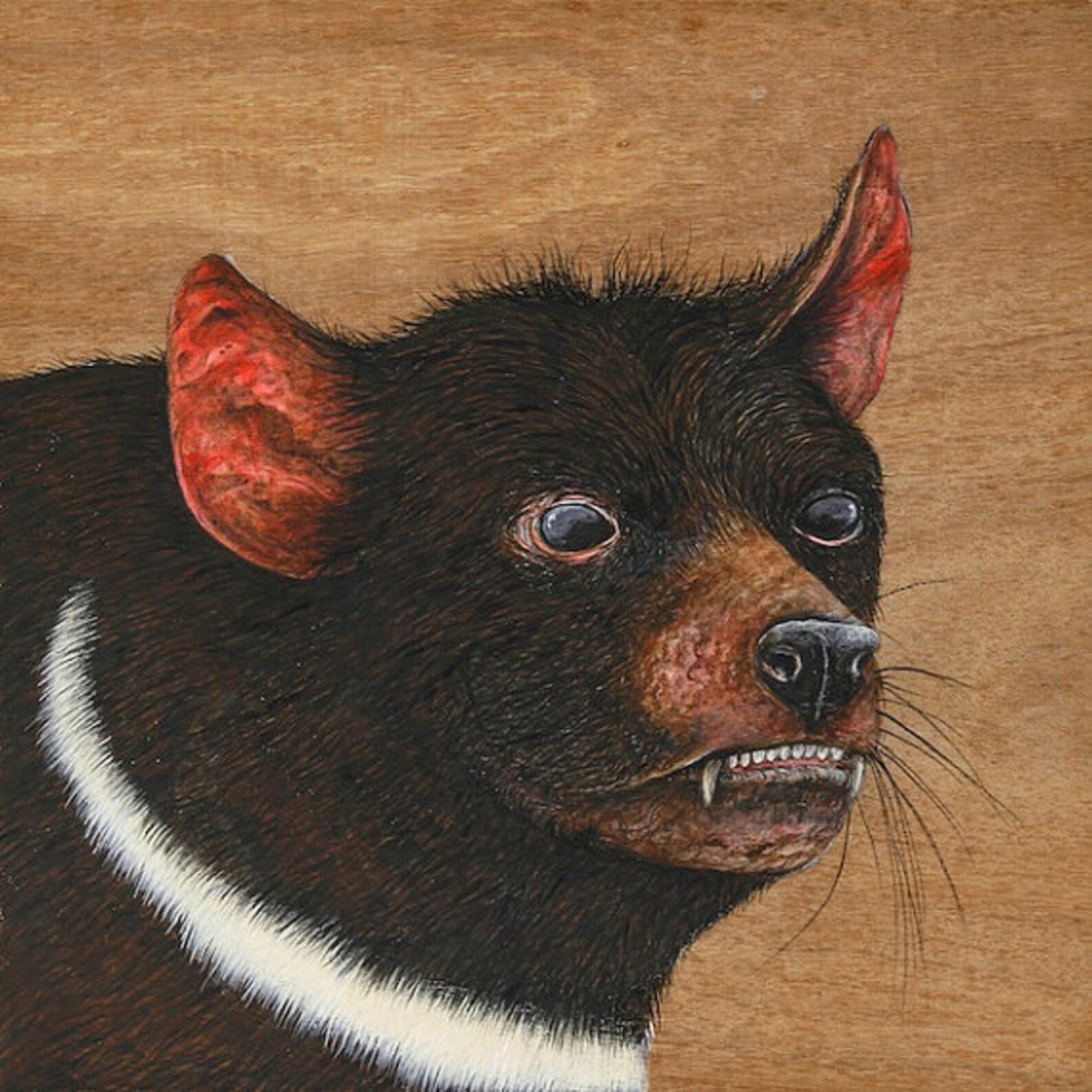 Tasmanian Devil Art Print / Australian Animal Art Print / Limited ...