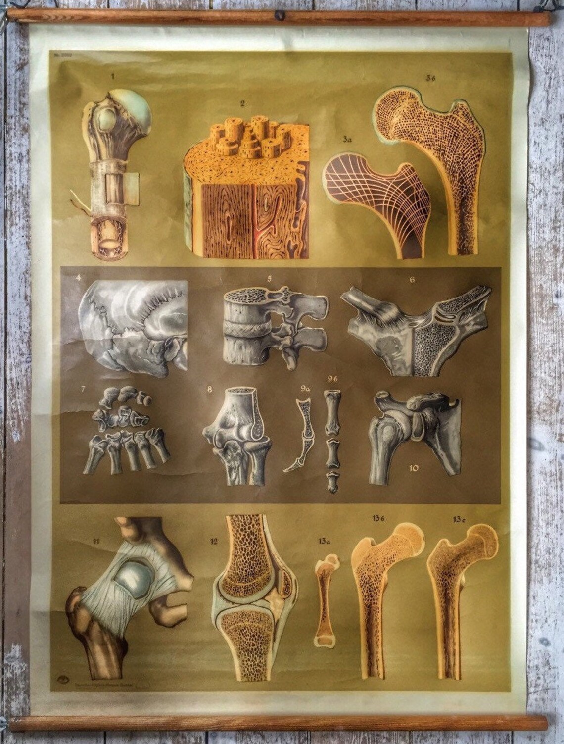 Anatomical Vintage German Wall Chart Circa 1950's - Etsy