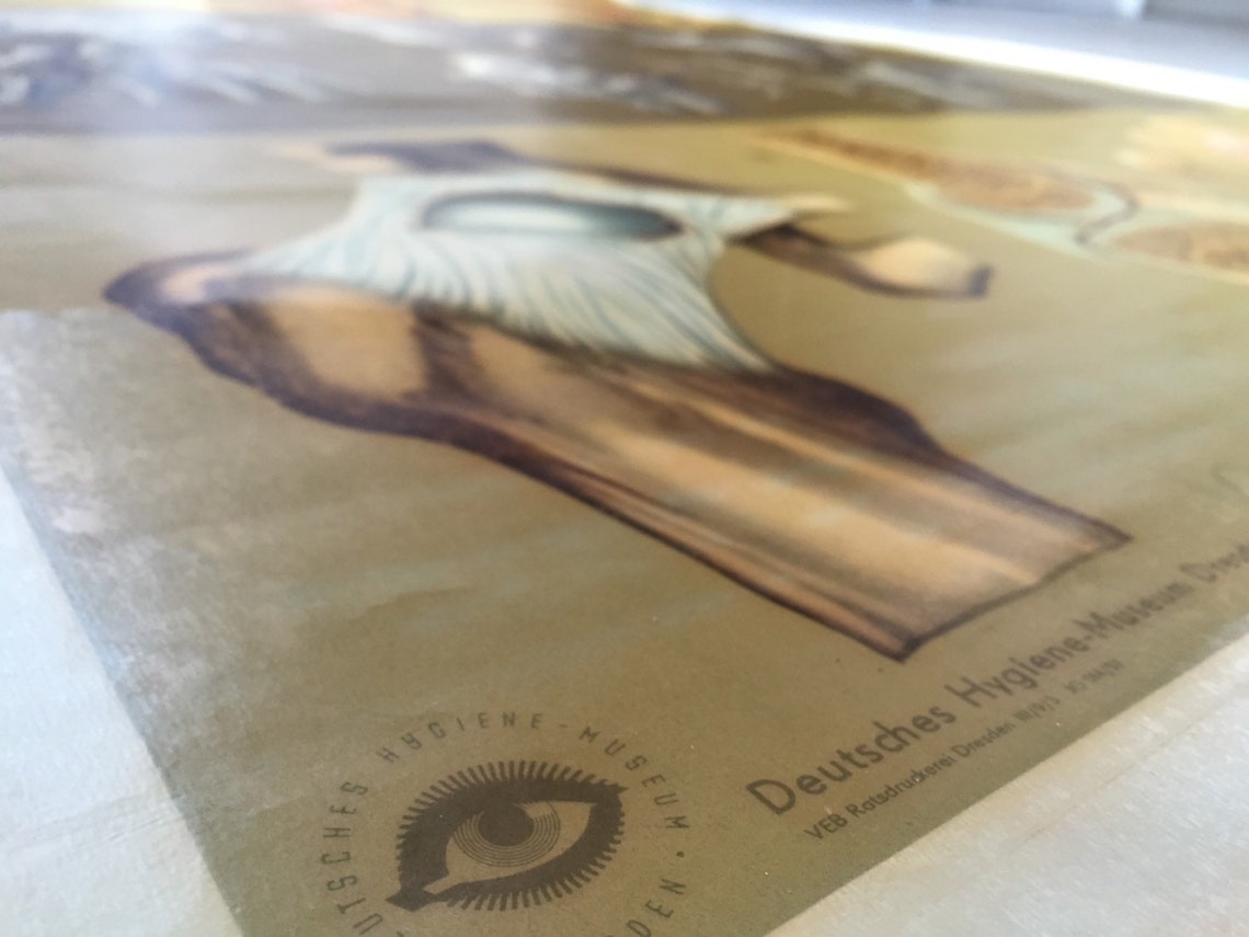 Anatomical Vintage German Wall Chart Circa 1950's - Etsy