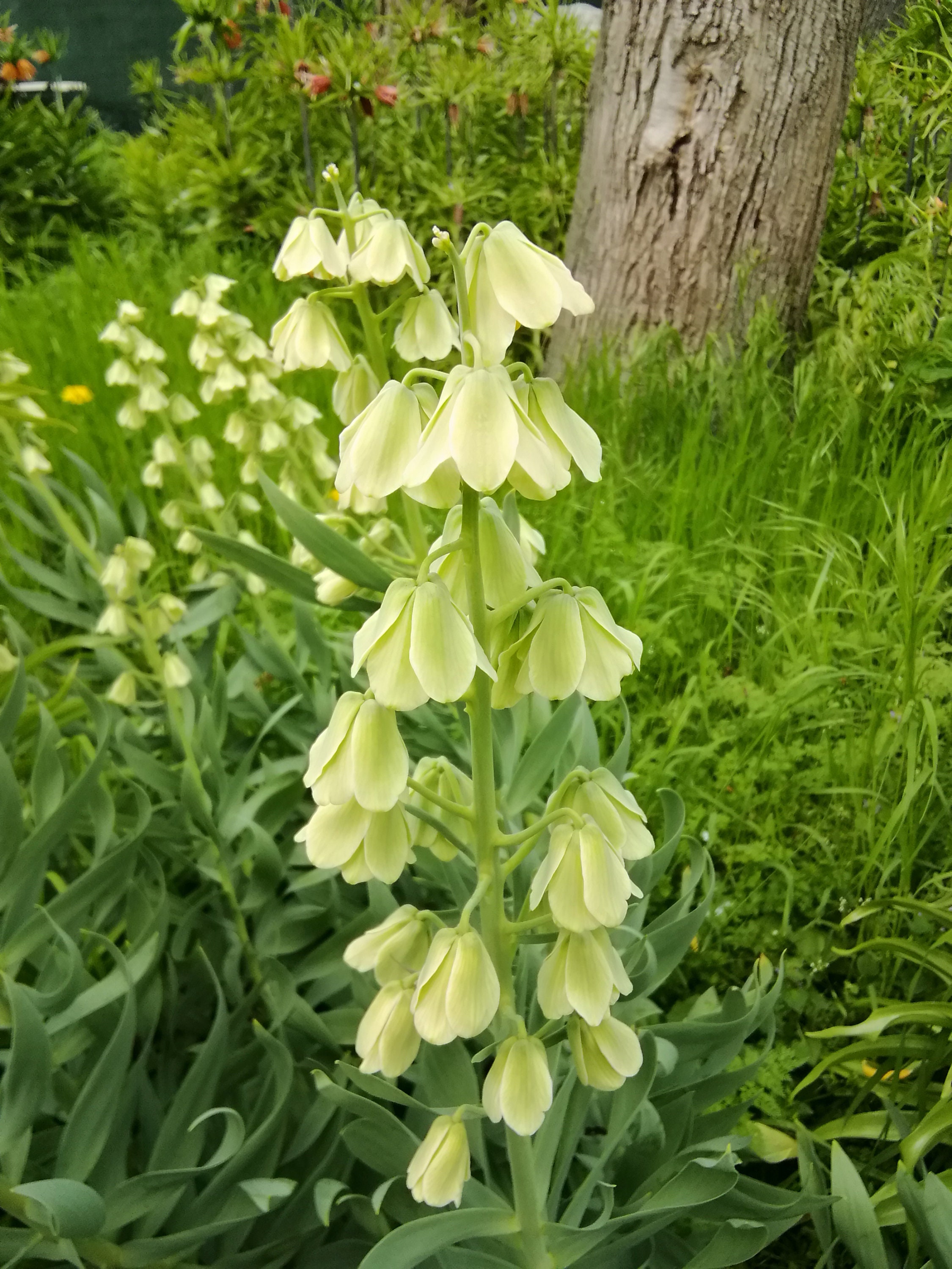 20 x Persiche Alba Kaiserkrone Samen - Kaiserkrone Persica Alba ...