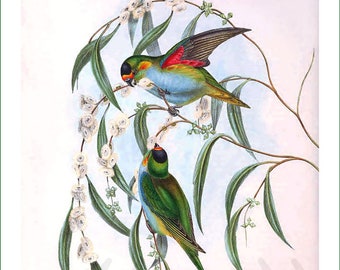 Fabric Panel Parrots 9. for Sewing Patchwork Quilting. | Etsy