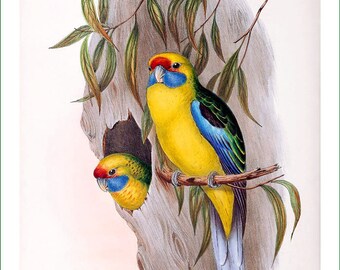 Fabric Panel Parrots 9. for Sewing Patchwork Quilting. | Etsy