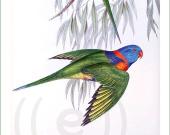 Fabric Panel Parrots 9. for Sewing Patchwork Quilting. | Etsy