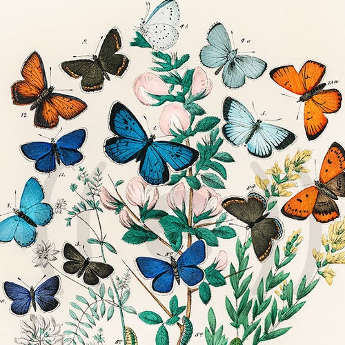 Fabric Panel Butterflies 36. for Sewing Patchwork - Etsy