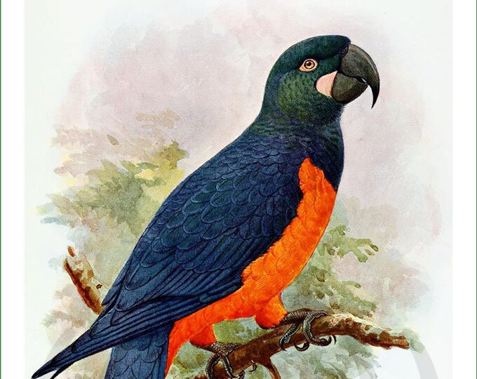 Fabric Panel Parrot 5. for Sewing, Patchwork, Quilting. Fabric, Fabric ...