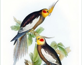 Fabric Panel Parrot 11. for Sewing Patchwork Quilting. - Etsy