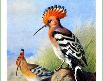 Fabric Panel Parrots 9. for Sewing, Patchwork, Quilting. Fabric, Fabric ...