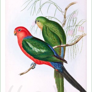 Fabric Panel Parrots 9. for Sewing, Patchwork, Quilting. Fabric, Fabric ...