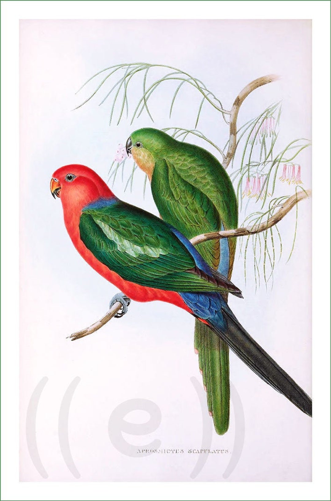 Fabric Panel - Parrots (9). for Sewing, Patchwork, Quilting. Fabric ...