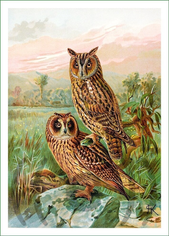 Fabric Panel Owls 4. for Sewing Patchwork Quilting. | Etsy