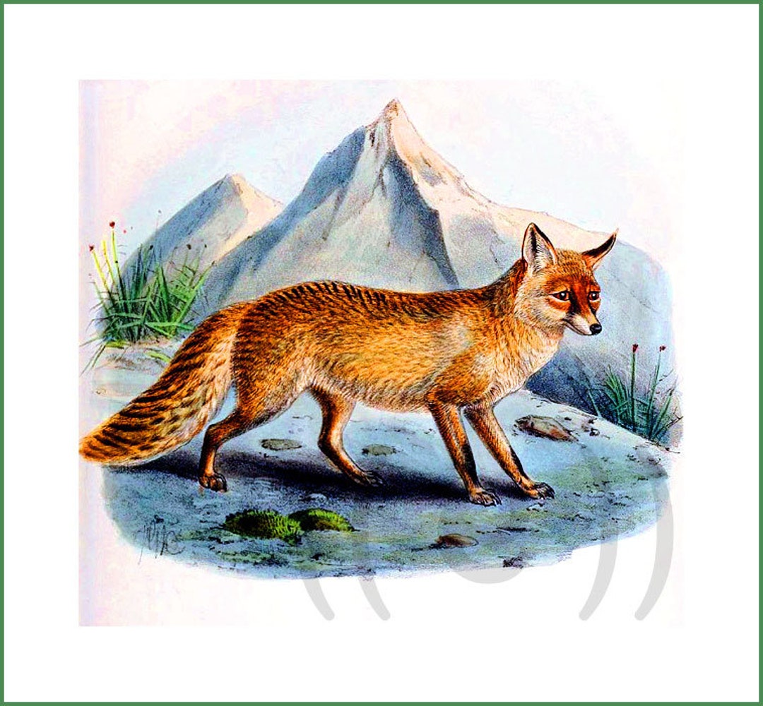 Fabric Panel - Fox (6). for Sewing, Patchwork, Quilting. Fabric, Fabric ...
