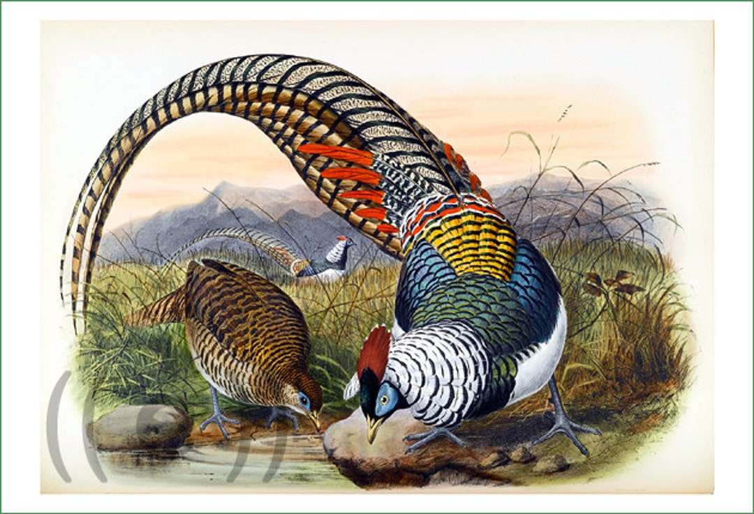 Fabric Panel - Pheasants (1). for Sewing, Patchwork, Quilting. Fabric ...