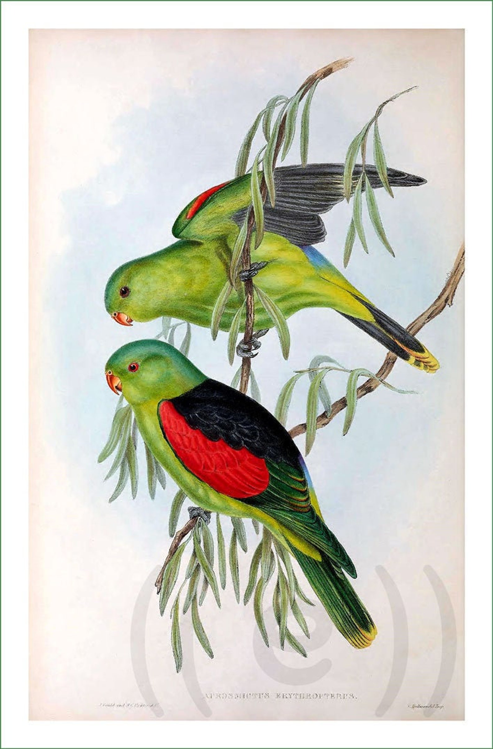 Fabric Panel Parrots 4. for Sewing Patchwork Quilting. | Etsy