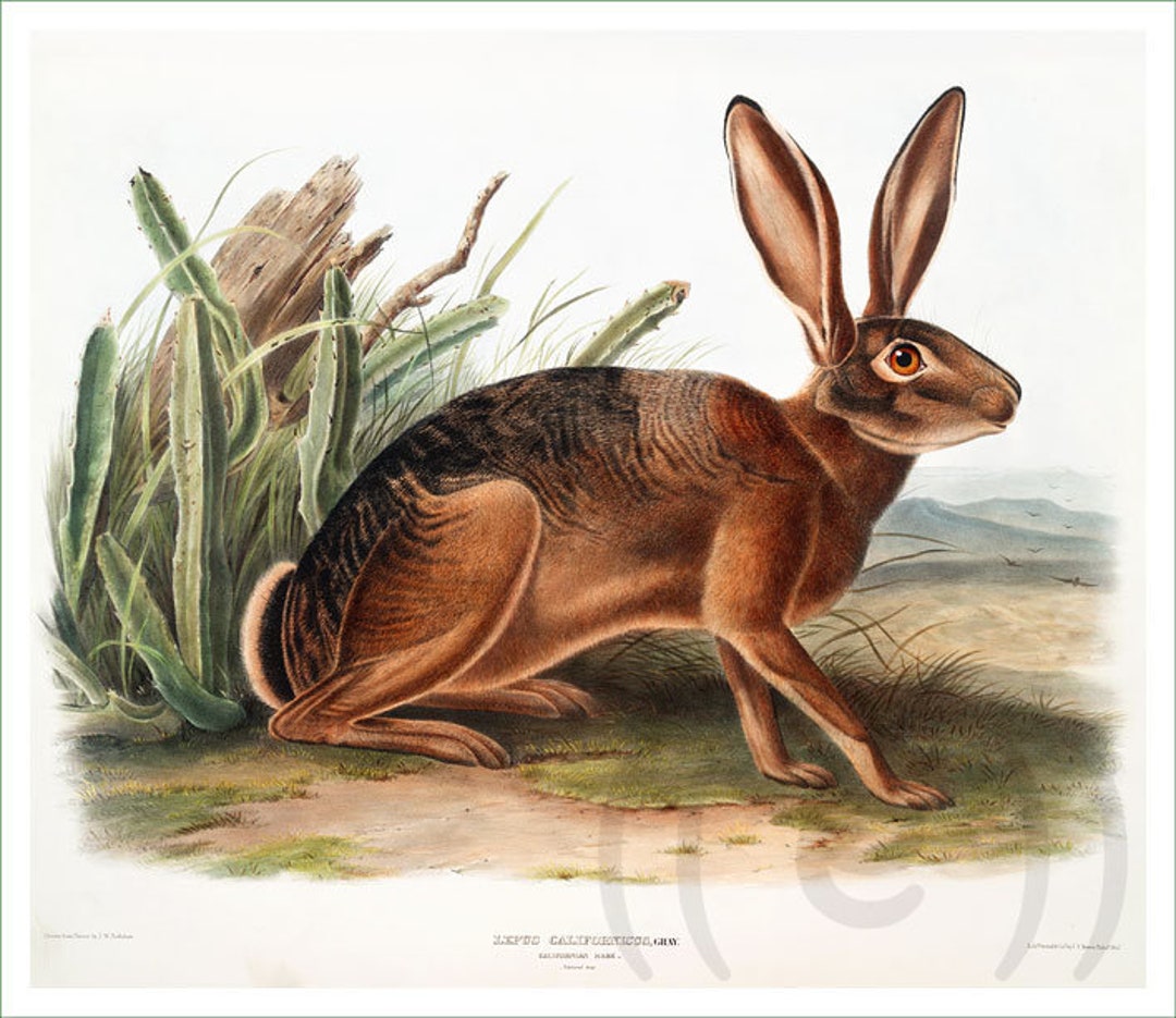 Fabric Panel - Hares (4). for Sewing, Patchwork, Quilting. Fabric ...