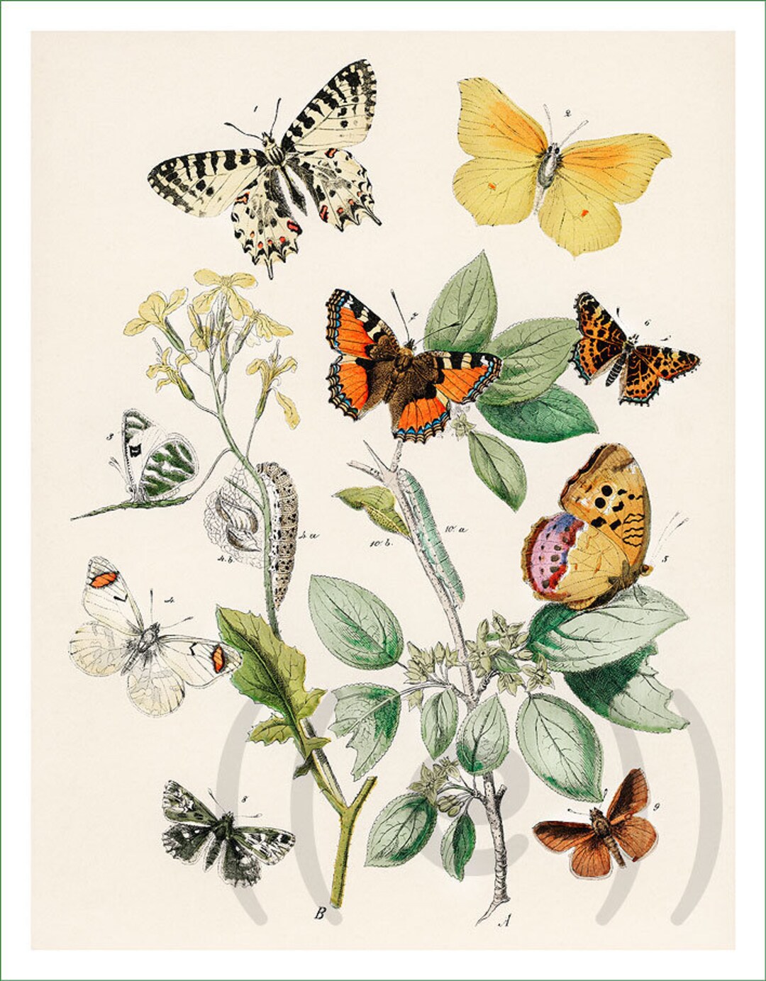 Fabric Panel - Butterflies (31). for Sewing, Patchwork, Quilting ...