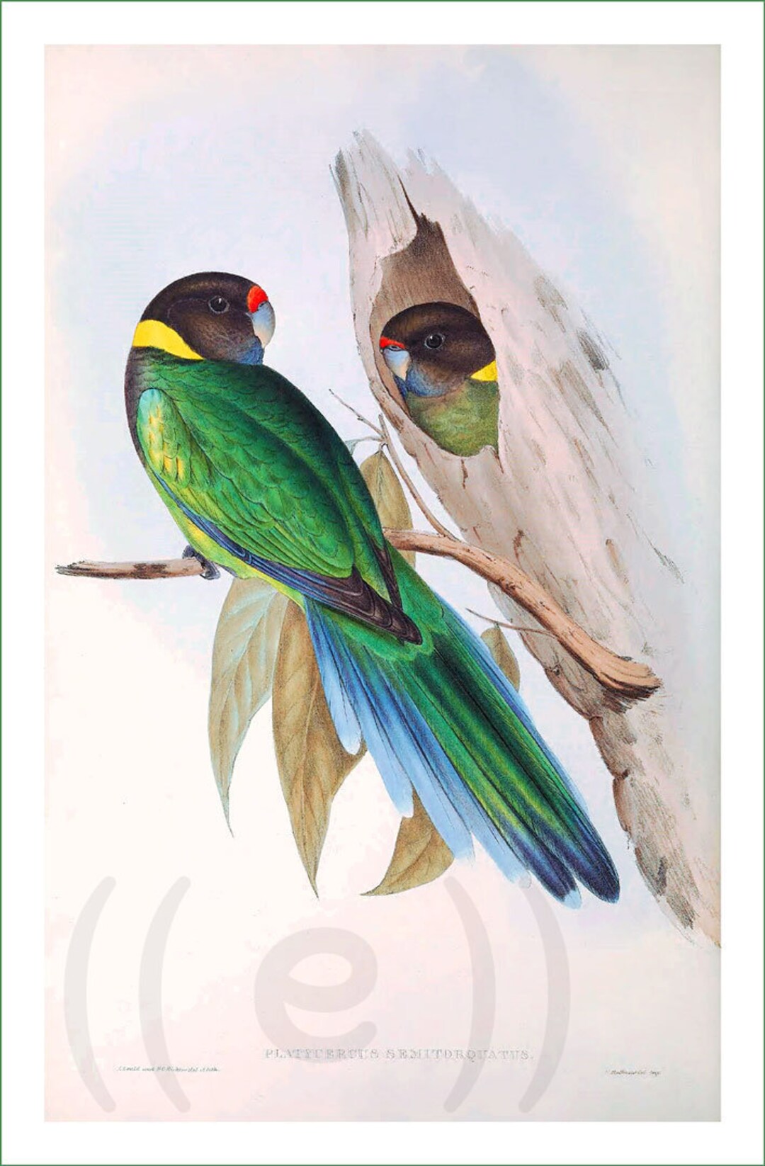 Fabric Panel - Parrots (10). for Sewing, Patchwork, Quilting. Fabric ...