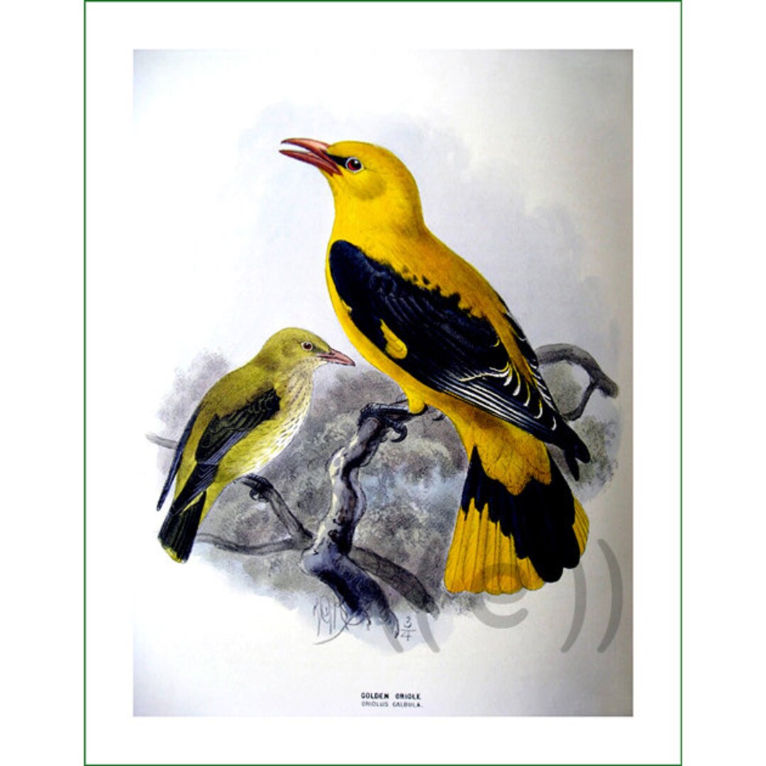 Fabric Panel - Orioles. for Sewing, Patchwork, Quilting. Fabric, Fabric ...