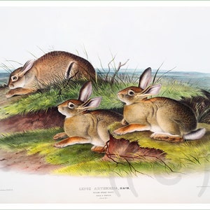 Fabric Panel - Hares (3). for Sewing, Patchwork, Quilting. Fabric ...