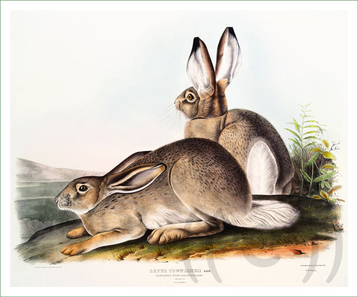 Fabric Panel Hares 2. for Sewing Patchwork Quilting. - Etsy