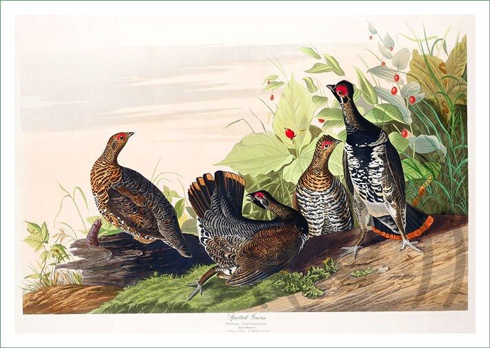 Fabric Panel Birds 43. for Sewing Patchwork Quilting. - Etsy