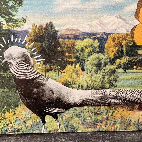 Colorado Postcards - Etsy